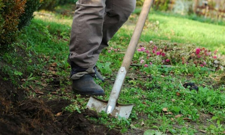 How To Kill Grass In A Vegetable Garden | Home Artic