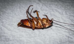 How To Remove Roaches From Appliances | Home Artic