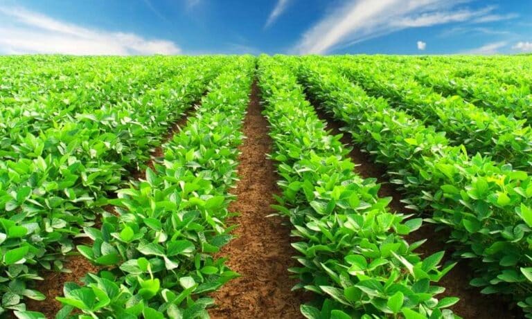 How To Make Rows In A Garden