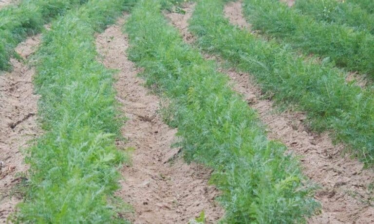 How To Make Rows In A Garden