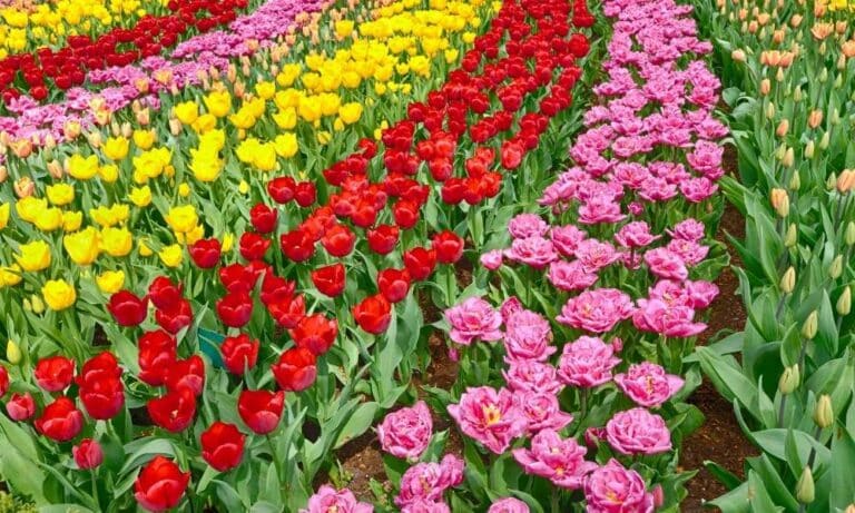 How To Make Rows In A Garden